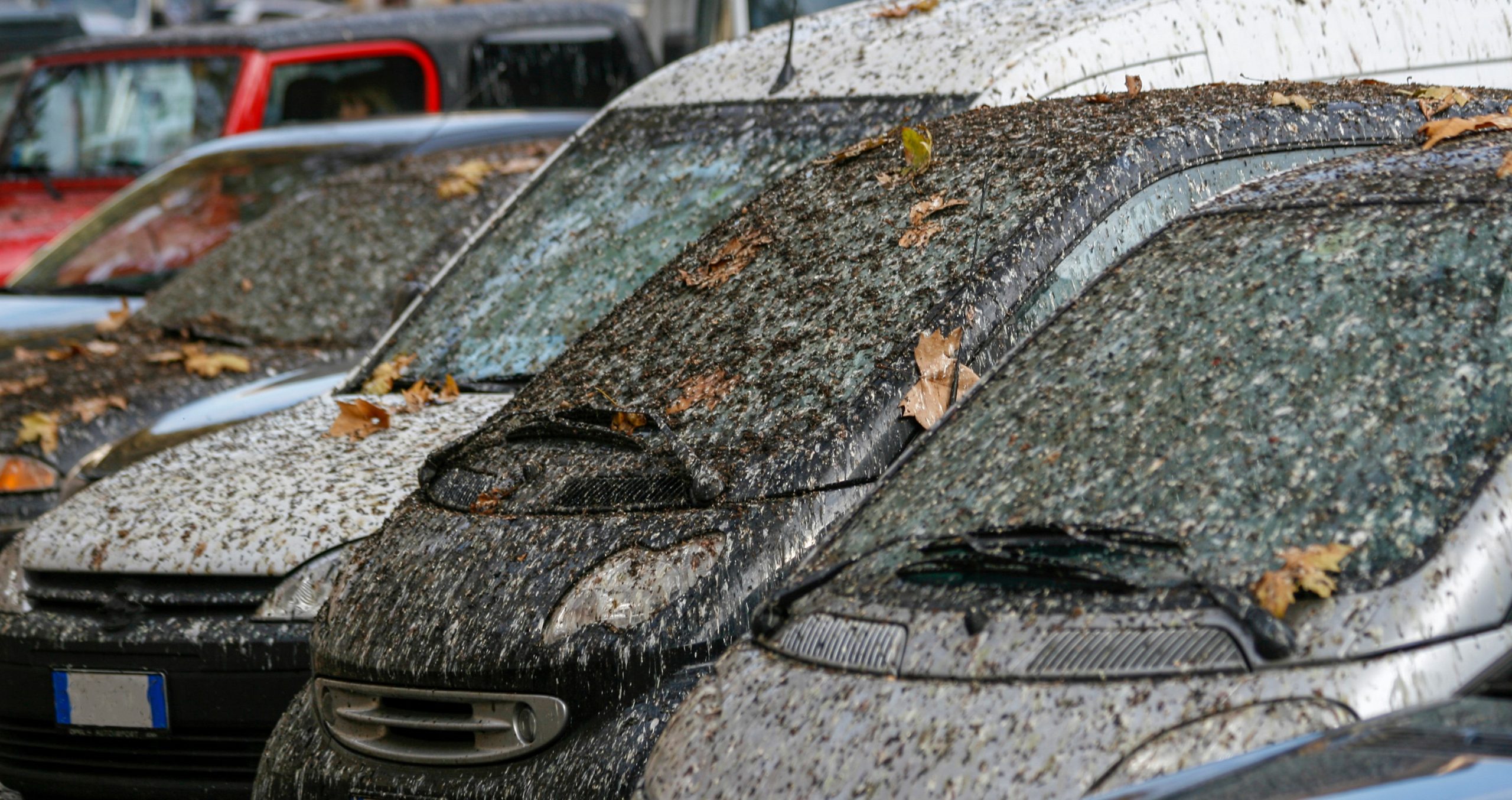 How to Protect Your Car from Bird Poop | Nasiol